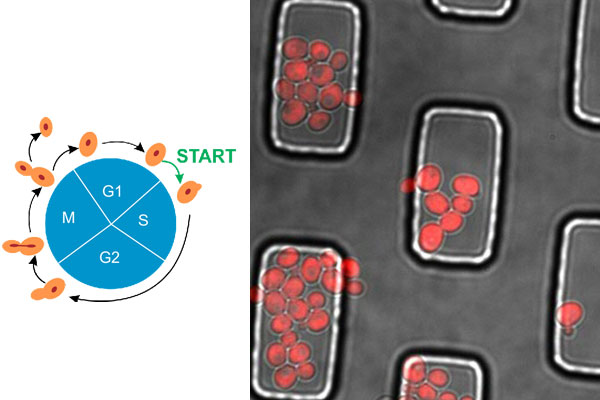 AI leidt tot beter onderzoek naar celcyclus van gistcellen | Engineeringnet