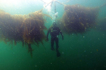 Nieuwe teeltmethode zeewier heeft hoge opbrengst (+video) | Engineeringnet