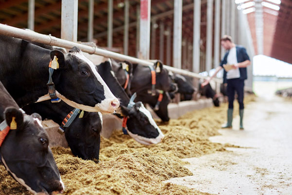 Verbindende factor vernieuwde proceslijn Feed Design Lab | Engineeringnet